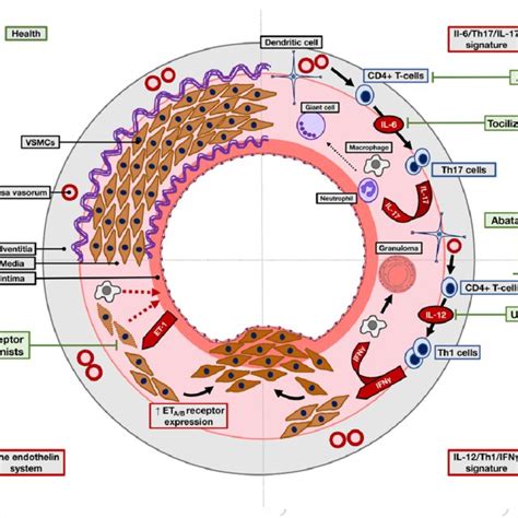 Multimodal Imaging Of Large Vessel Vasculitis Download Scientific Diagram
