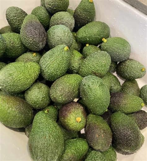 Hass Avocado Grow Guide Tropical Tree Guide