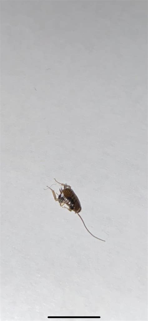 Is This A German Roach Just Moved Into This Apartment And Found This Sucker Crawling Across My