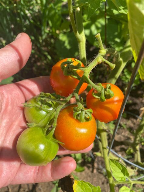 Sex Machine Cherry Tomato Franken Farm Seed Company