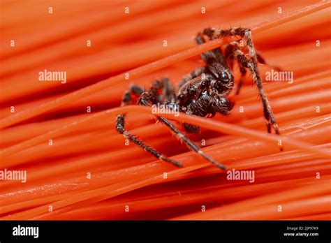 The Close Up Macro Of A Phidippus Spider In The Orange Tubes Stock
