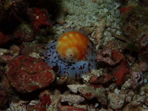 Starry Moon Snail Natica Stellata · Minka