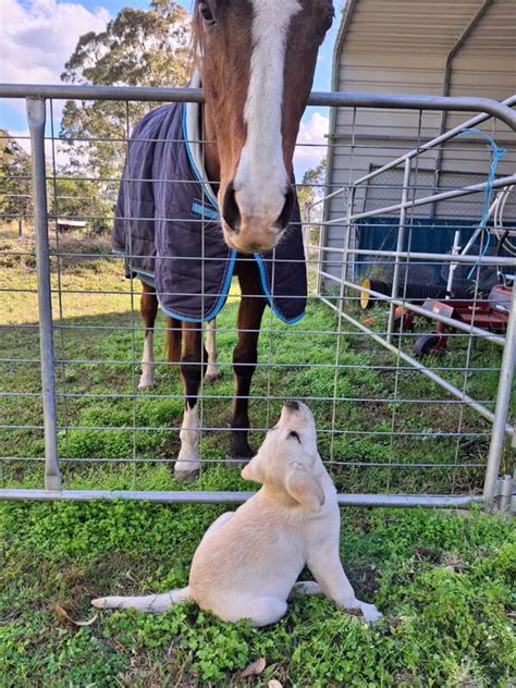 Our Dogs Arwyndale Labradors