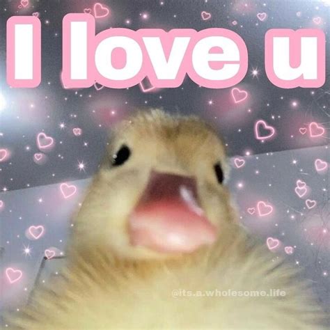 Yellow Duck Memes