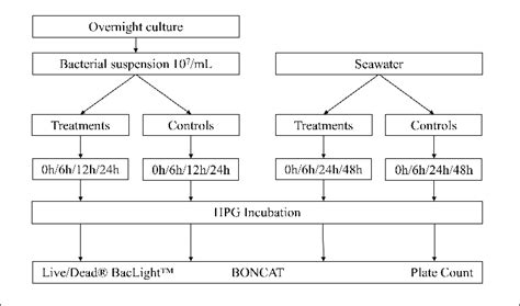 Overview Of The Experimental Setup Escherichia Coli Was Diluted In