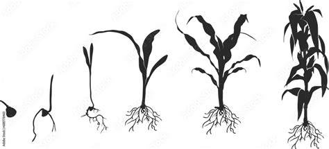 Life Cycle Of Corn Maize Plant Silhouette Cycle Of Growth Of Corn
