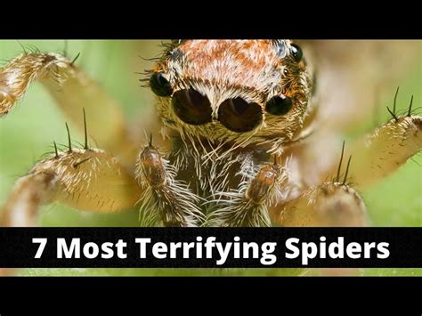 Scary Looking Spiders