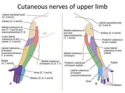 Dermatomes And Development Of Limbs Copypptx Death Injury Or