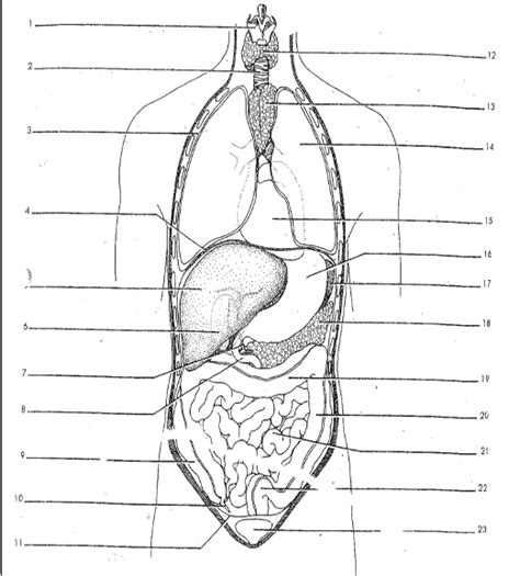 Organs Diagram Anatomy Ch 1 Diagram Quizlet