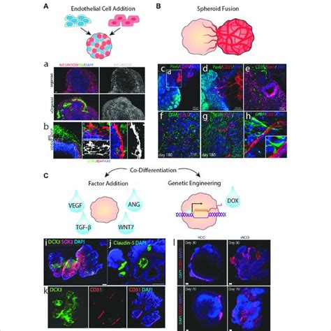 Brain Organoid Vascularization By Engraftment Into Animal Hosts A