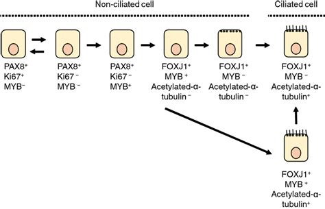 Proposed Model Of Ciliogenesis In The Bovine Oviductal Epithelium This Download Scientific