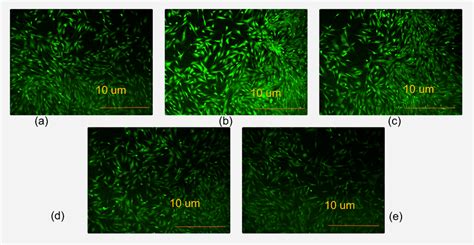 Fibroblast Cell Viability Observed Under Fluorescent Microscopy After A