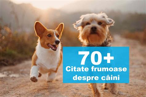Citate Despre Câini Cele Mai Frumoase Citate și Statusuri Despre Căței