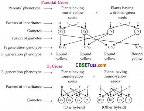 Mendelian Laws Of Inheritance Monohybrid And Dihybrid Inheritance