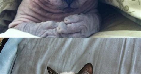 Sinister Cat Vs Grumpy Cat Fixed Imgur