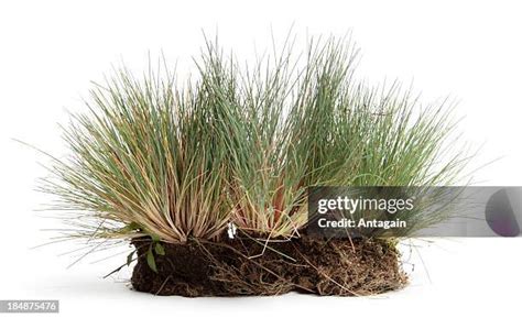 Grass Object Photos And Premium High Res Pictures Getty Images