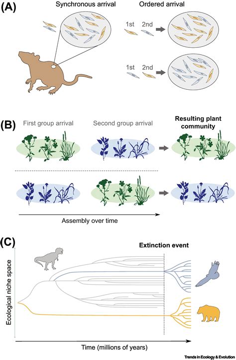 Priority Effects Transcend Scales And Disciplines In Biology Trends In