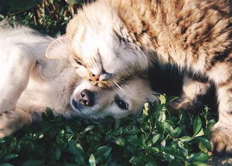Permethrin Poisoning In Cats What You Need To Know