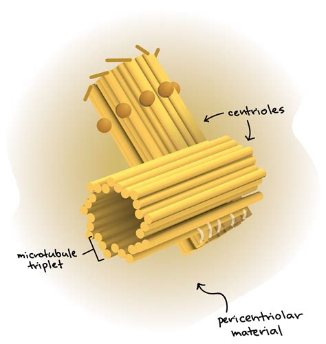 Centrioles Microtubule Organizing Centers Cytoskeleton Mcat Content