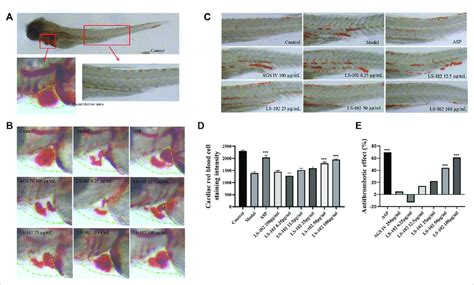 A 3 Dpf Albino Strain Zebrafish Stained With O Dianisidine Green