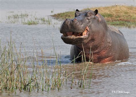 Facing The Fury Of A Hippo Charge In The African Bush