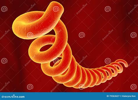 Bacteria Which Cause Syphilis Treponema Pallidum Stock Illustration Illustration Of Epidemic