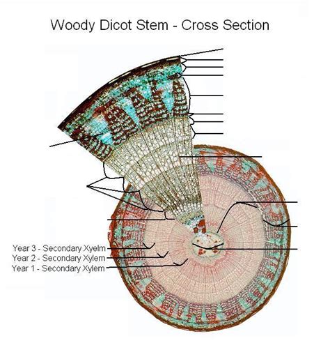Woody Dicot Stem Cross Section
