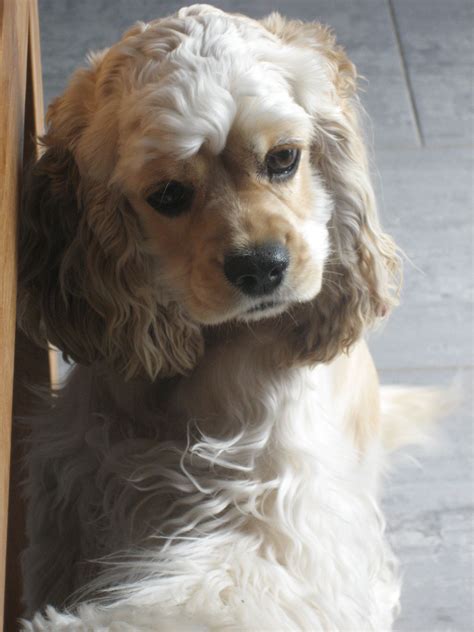 Facts And Traits Of The American Cocker Spaniel Dog Artofit