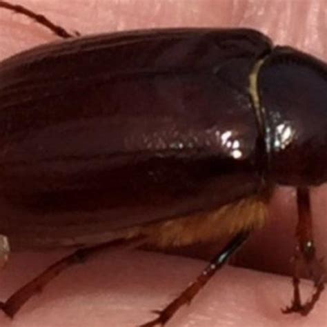 June Bug Beetle
