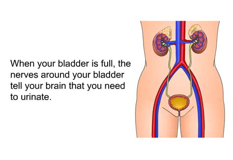 Overactive Bladder Syndrome Obs