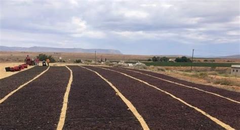 South African Vine Fruit Update Chelmer Foods