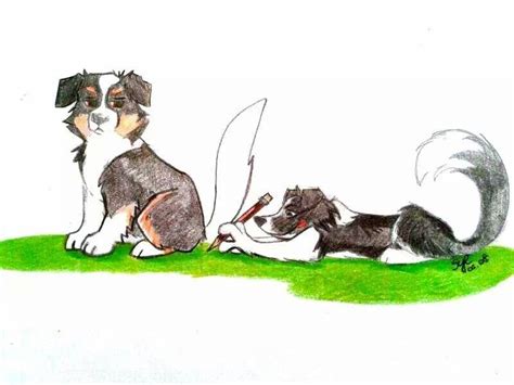 Border Shepherd Shepherd Border Best