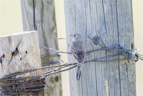 Cassin`s Sparrow Peucaea Cassinii On The Pawnee National Grass Stock