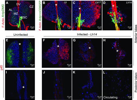 Lh Evs Associate With The Larval Lymphatic System A Anterior Lobes Download Scientific