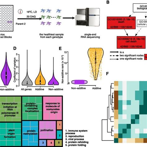 Of Additive And Dominant Genes A Experimental Setup Note That Not All