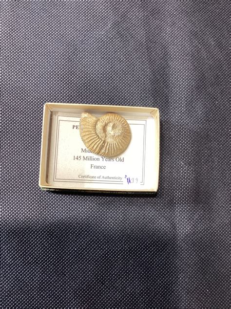 145 Million Years Old With Certificate Of Authenticity Fossil 6952