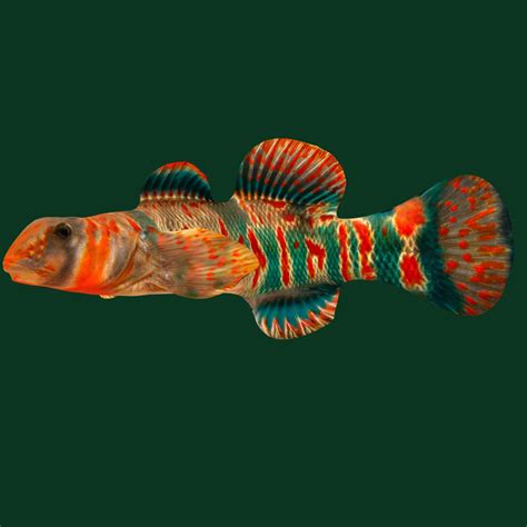 Candy Darter Fish Flippednormals