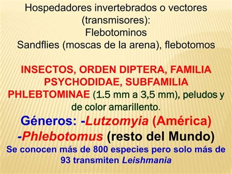 Leishmaniasis Clase Teórica Micro I Ppt