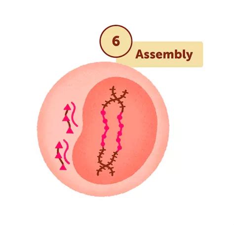Hiv As A Retrovirus Life Cycle And How It Infects A Cell Myhivteam