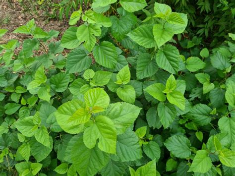 Murva Dud Morus Sp Sadnice