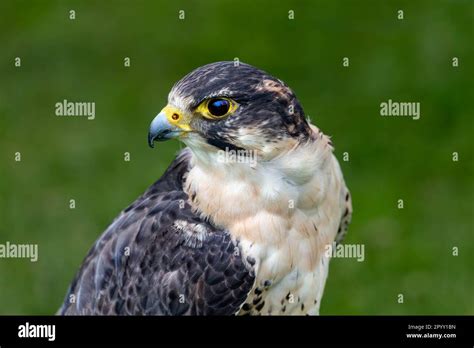 Meg Is A Female Peresaker In Captivity On Show At The 2023 Culcheth