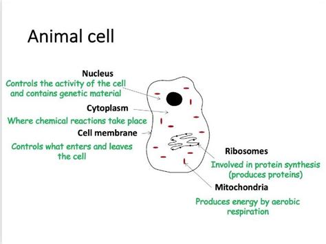 Aqa Gcse Cell Revision 9 1 Teaching Resources