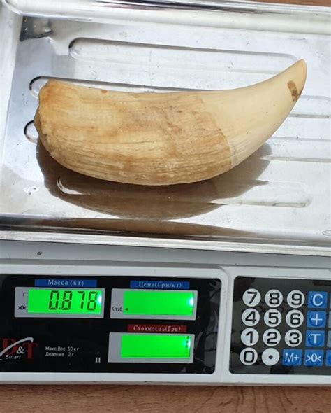 Sperm Whale Tooth Quality Mammoth Ivory