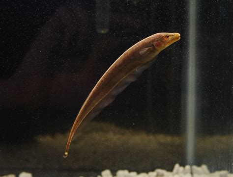 Brown Knife Fish