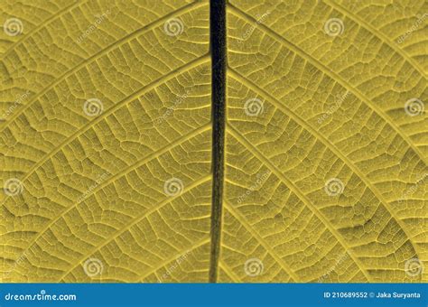 A Beautiful Jabon Leaf Anthocephalus Macrophyllus In Shallow Focus