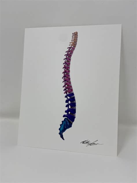 Color Coordinated Spinal Section Spine Biocreativearts Art Prints