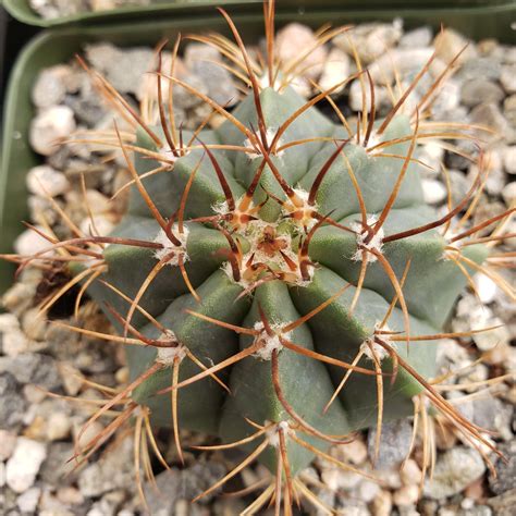 Melocactus Concinnus Planet Desert
