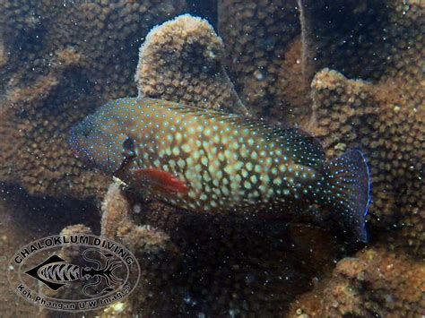 Blue Spotted Grouper Cephalopholis Cyanostigma Chaloklum Diving