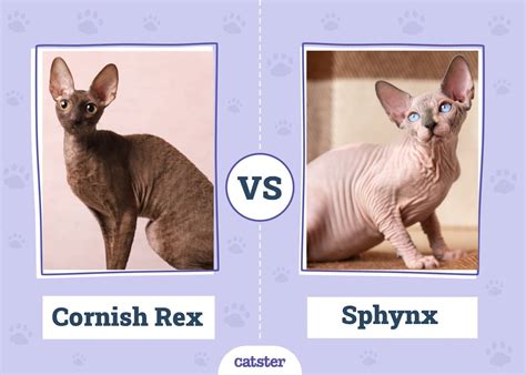 Cornish Rex Sans Poils