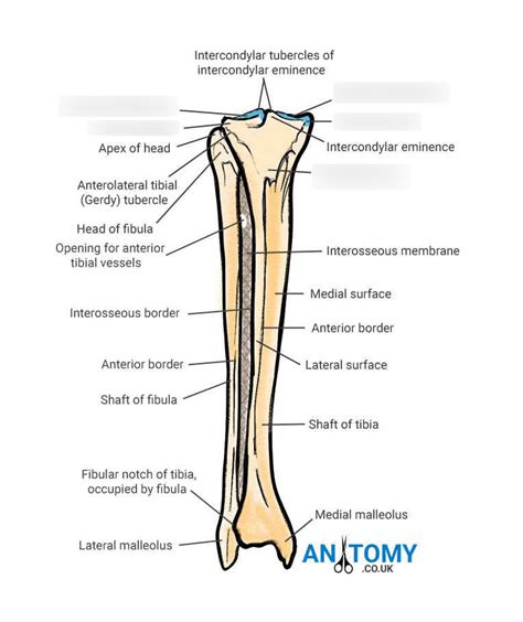 Labeled Tibia